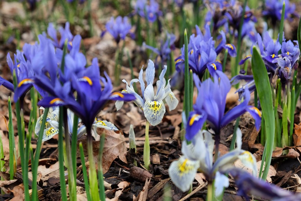Iris Reticulata Mixed Bulbs Dwarf Spring Flowering Hardy Garden ...