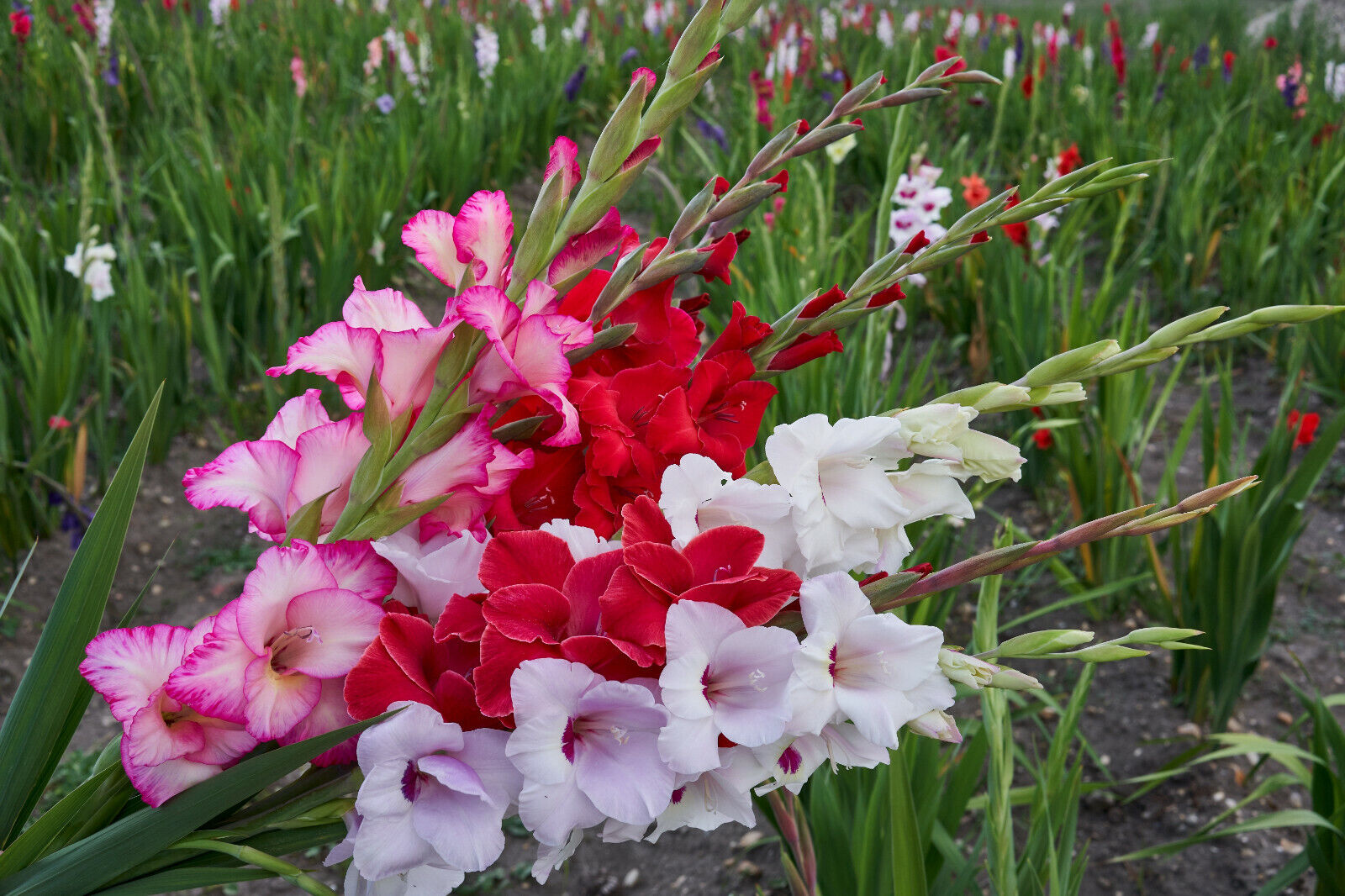20x Gladioli Large Flowering Mixed Bulbs Summer Gladiolus Garden ...