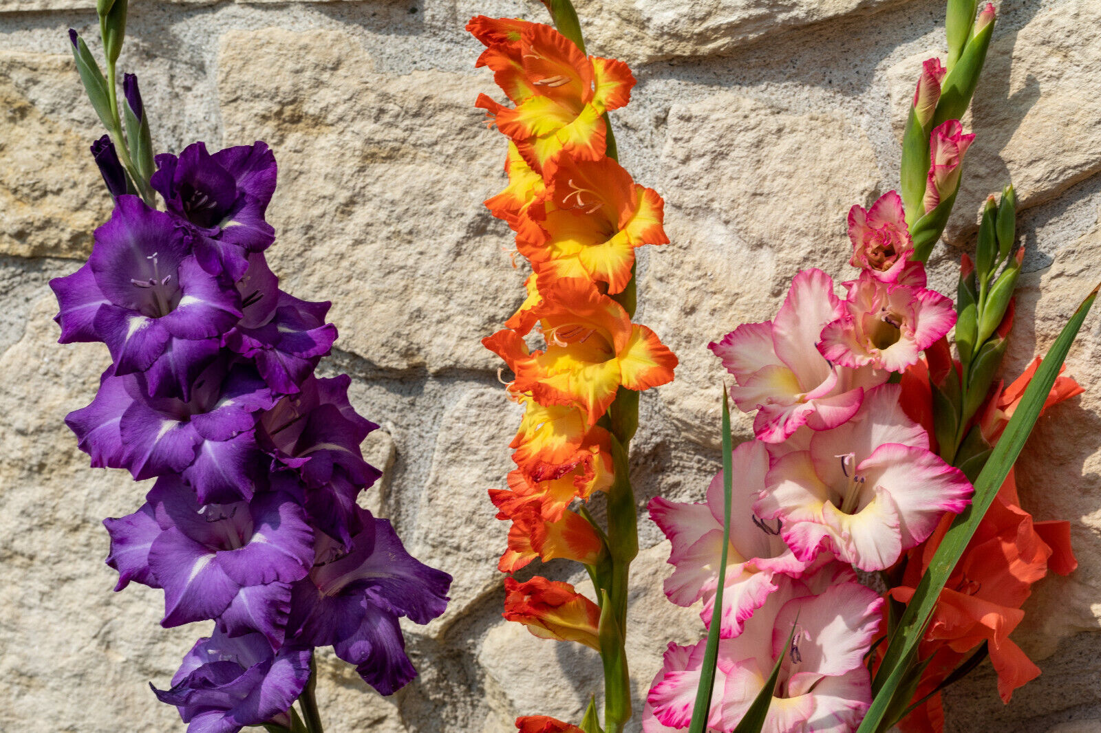 20x Gladioli Large Flowering Mixed Bulbs Summer Gladiolus Garden ...